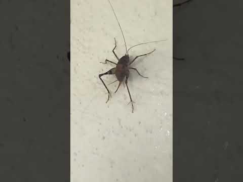 Do Cellar Spiders Eat Crickets