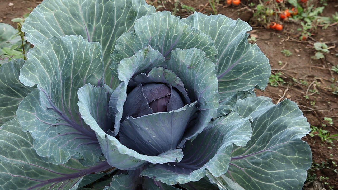 comment produire ses semences de chou cabus - YouTube