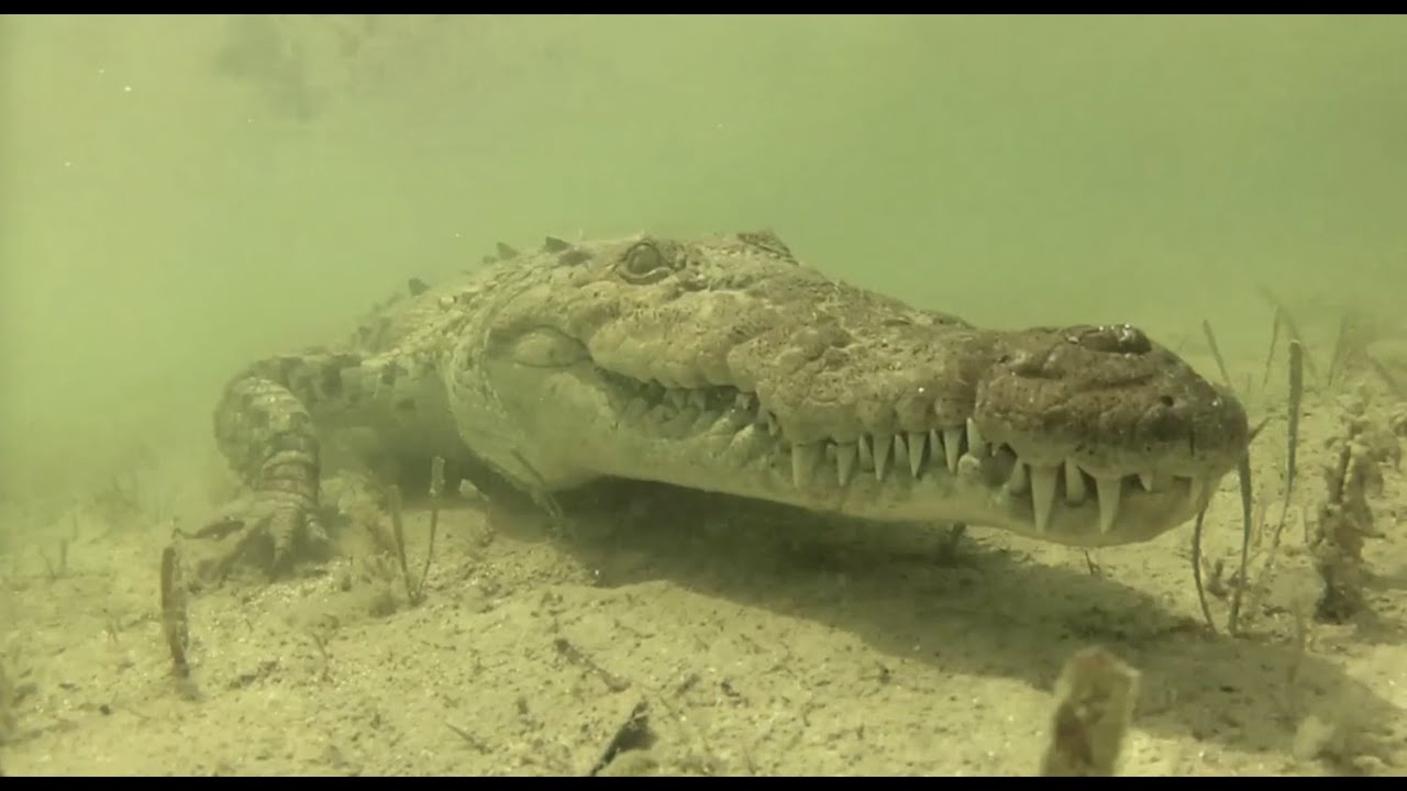 ACES - Crocodile Rescue and Conservation in Belize - YouTube