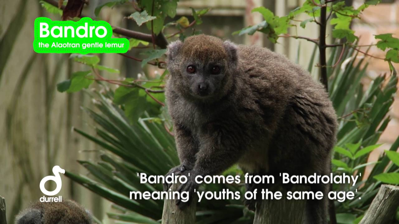 Bandro | Adoption - YouTube