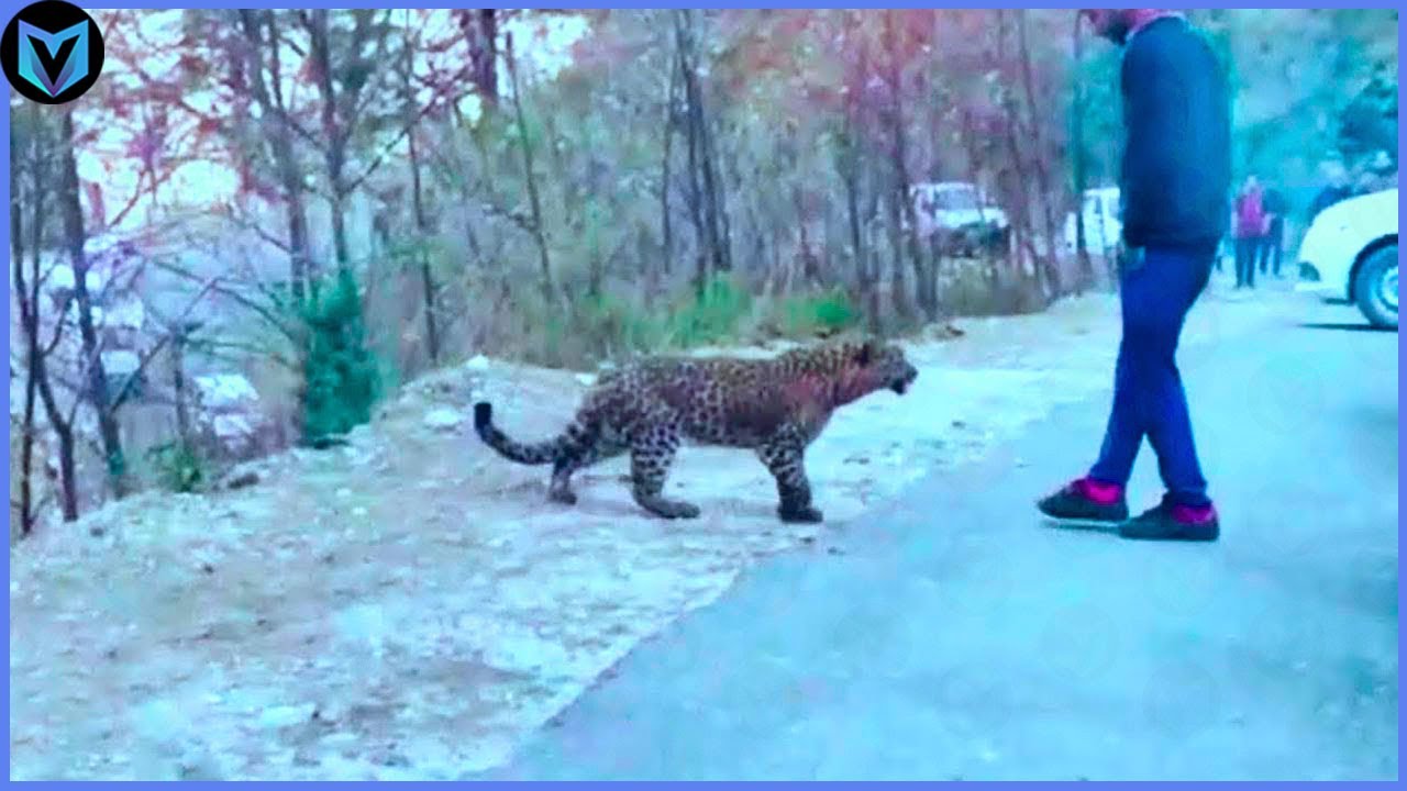 30 Animals That Asked People for Help & Kindness! #2 - YouTube