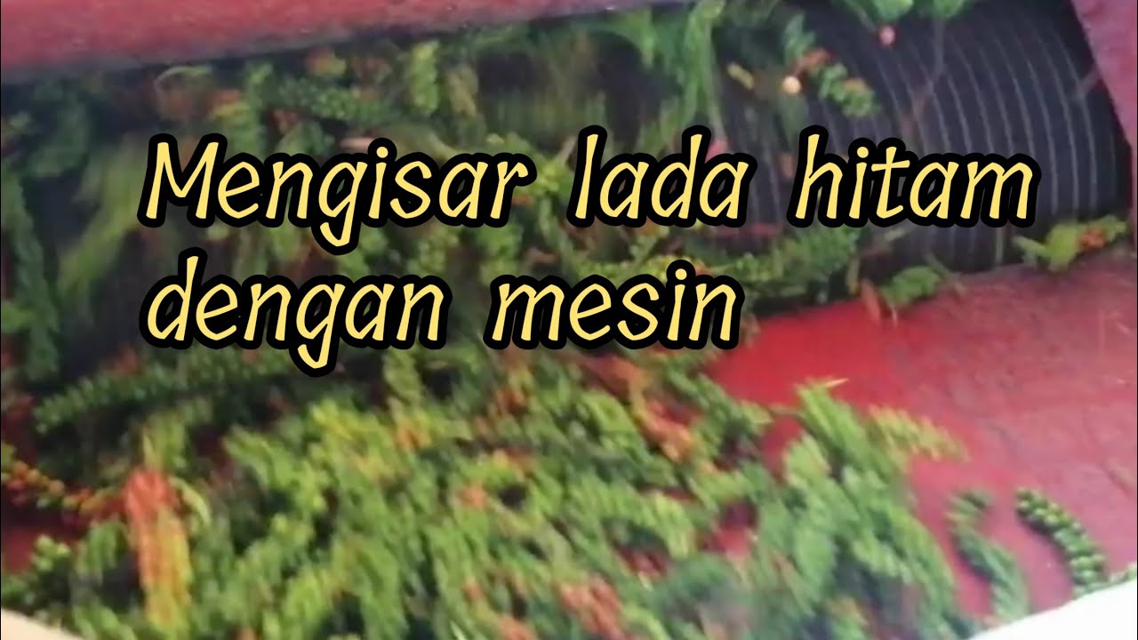 MENGISAR LADA HITAM MENGGUNAKAN MESIN - YouTube