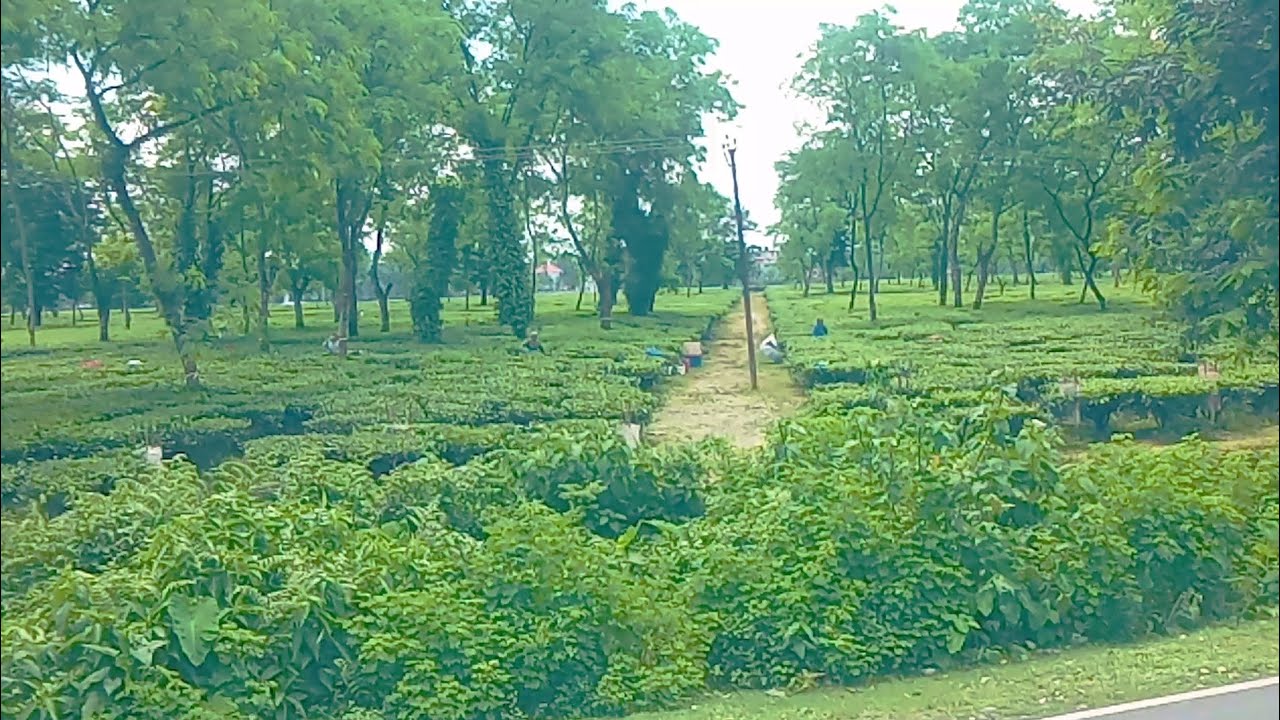Darjiling Tea Bagan Vlog Video 🌴 - YouTube