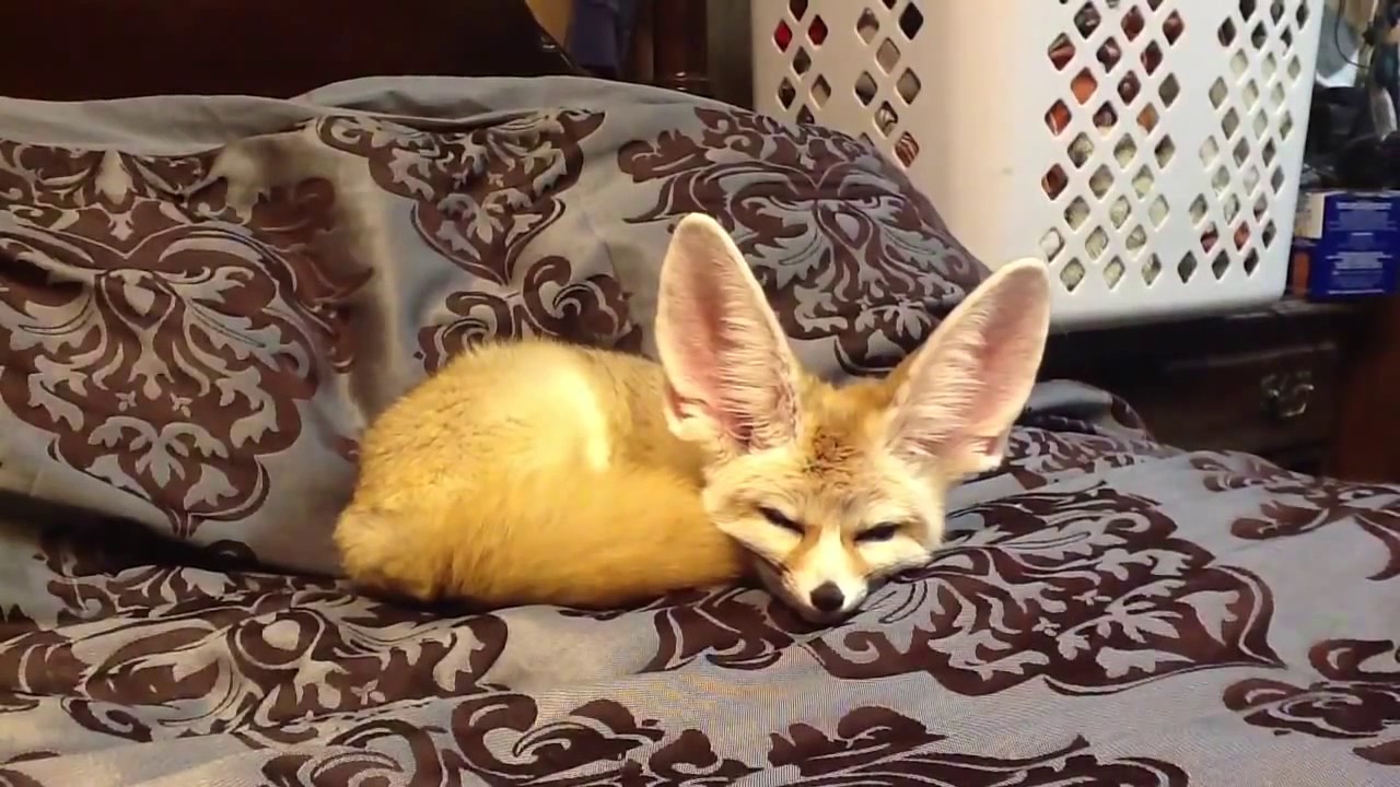 A Sleepy Fennec - YouTube