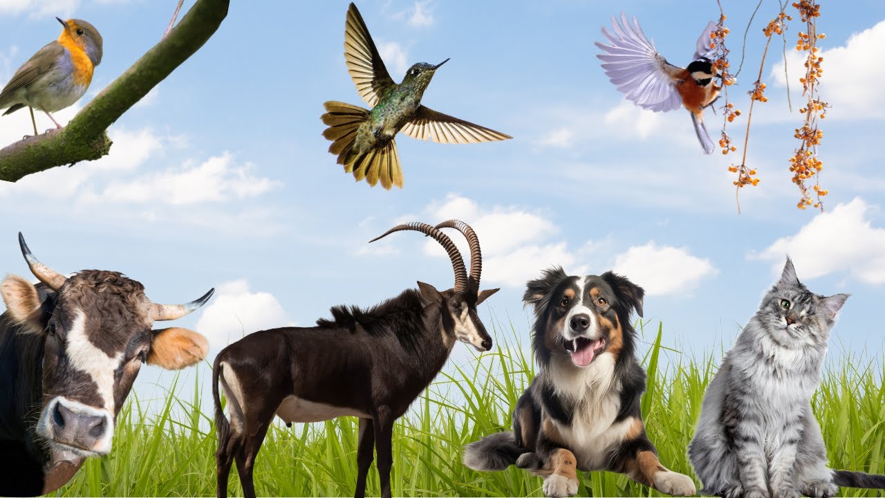 Interesting animals around us: Cats, Dogs, Antelopes, Cows, Birds ...