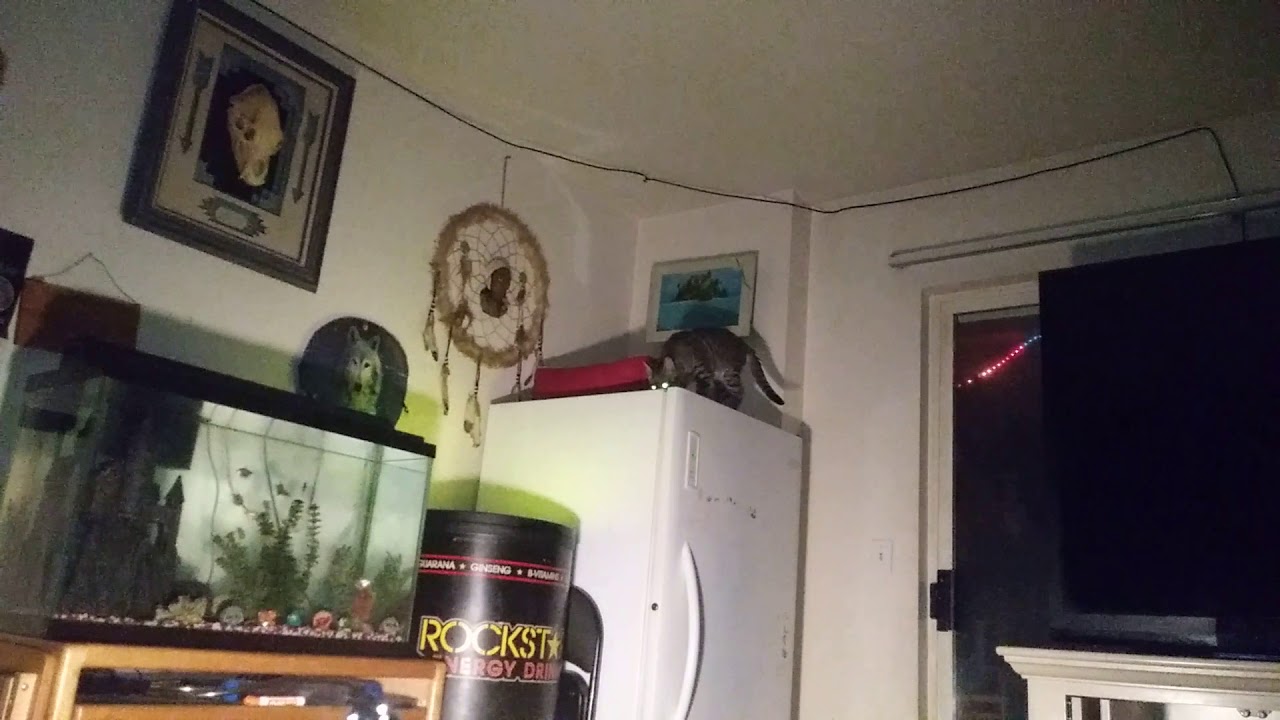 Strange creature in my house - YouTube