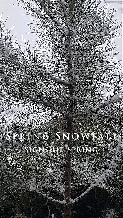 Spring Snowfall - Signs of Spring Poem - YouTube