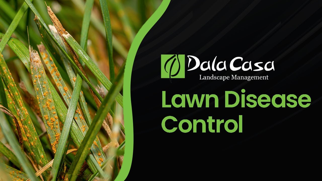 Lawn Disease Control - YouTube