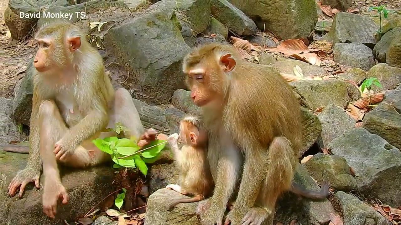 Baby monkey crying because angry mom rejected the milk and doesn't love ...
