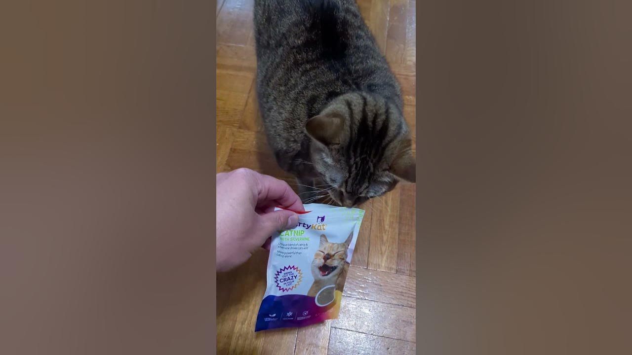 My cats trying new catnip #cat #cats #catnip #fyp #animals #furbaby - YouTube
