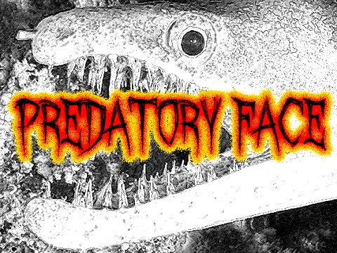 Predatory Face [a creepypasta] - YouTube