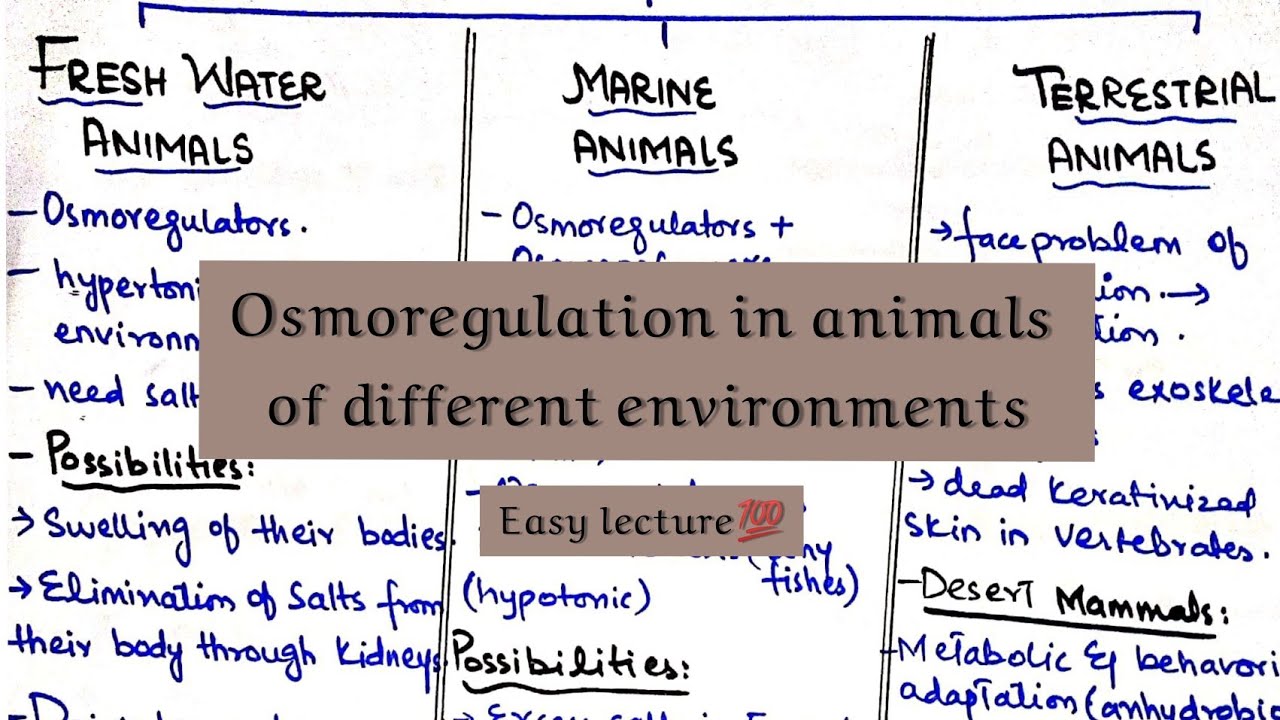 Osmoregulation in animals of different environments | Homeostasis | Class 12th biology - YouTube