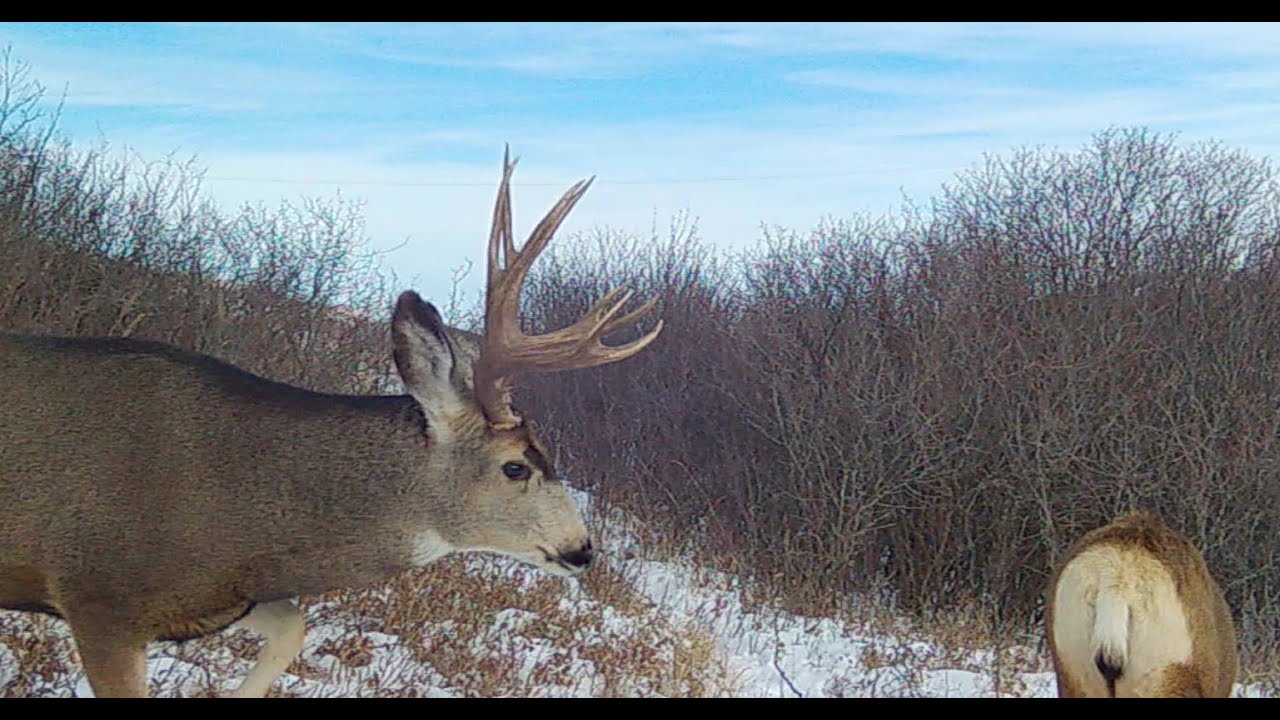 Mule Deer Mating - Big Saskatchewan Buck and Doe - YouTube
