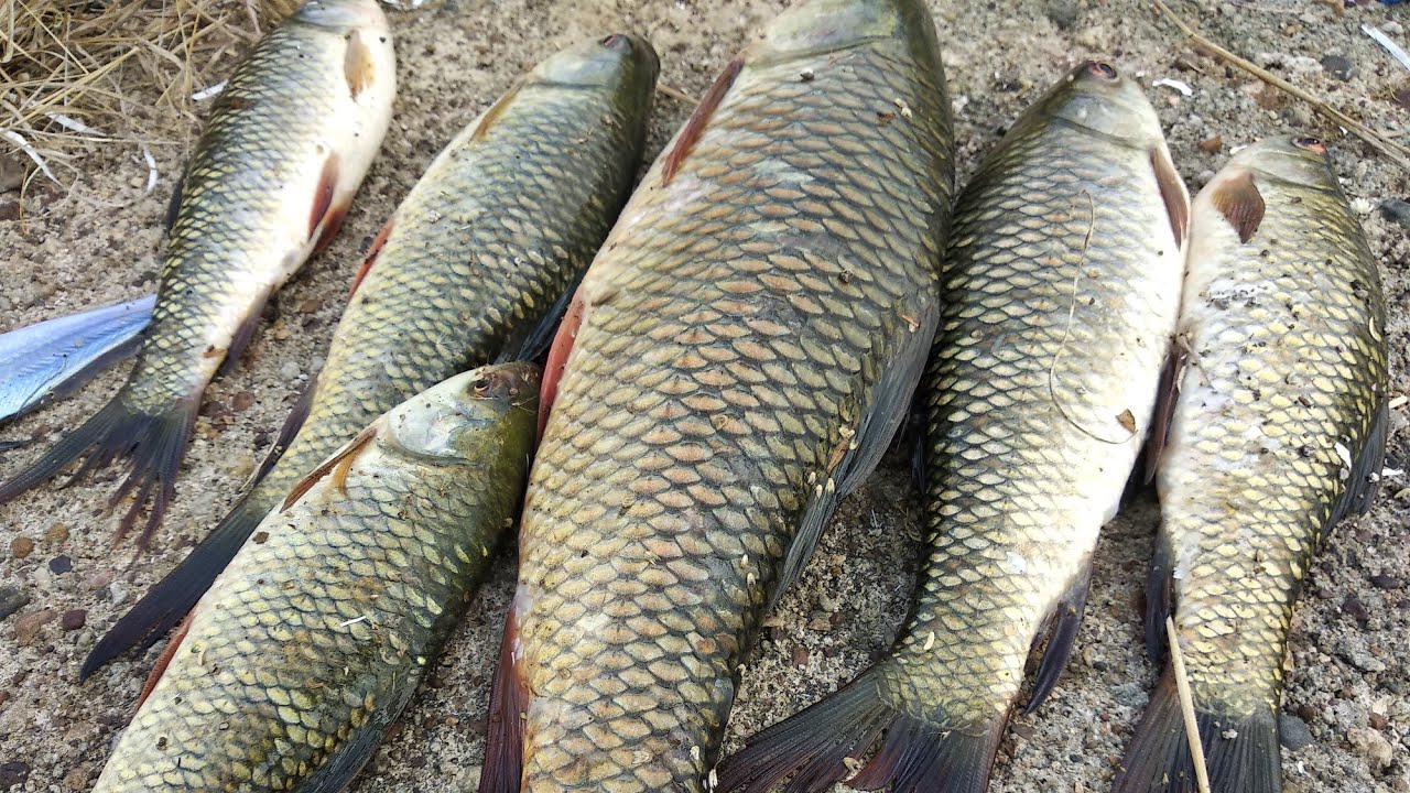 Big raho fish single hook unique fish trap big valuga fishing - YouTube