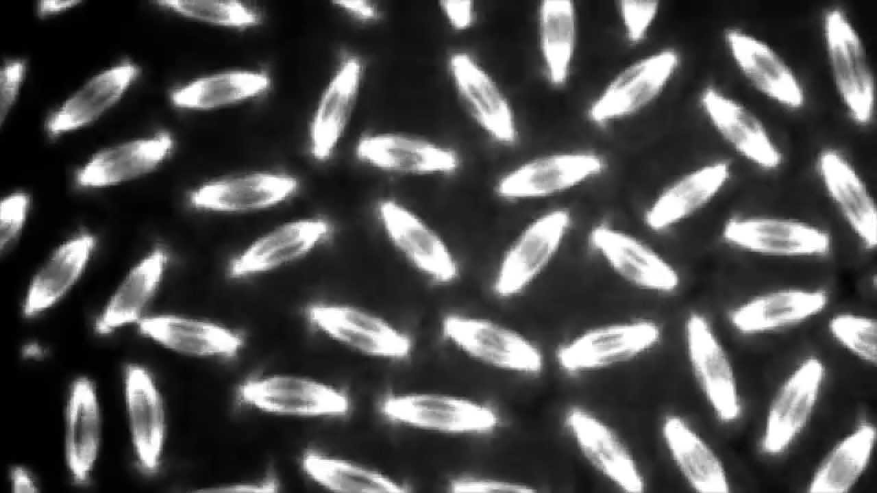 Micronecta | Membrane - YouTube