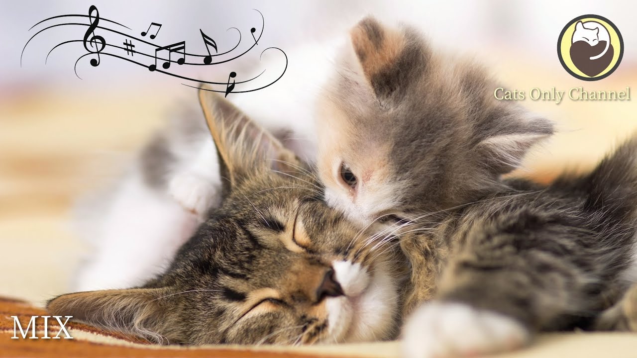 10 Hours of Calming Music for Cats - Stress Relief, Relaxing Music ...