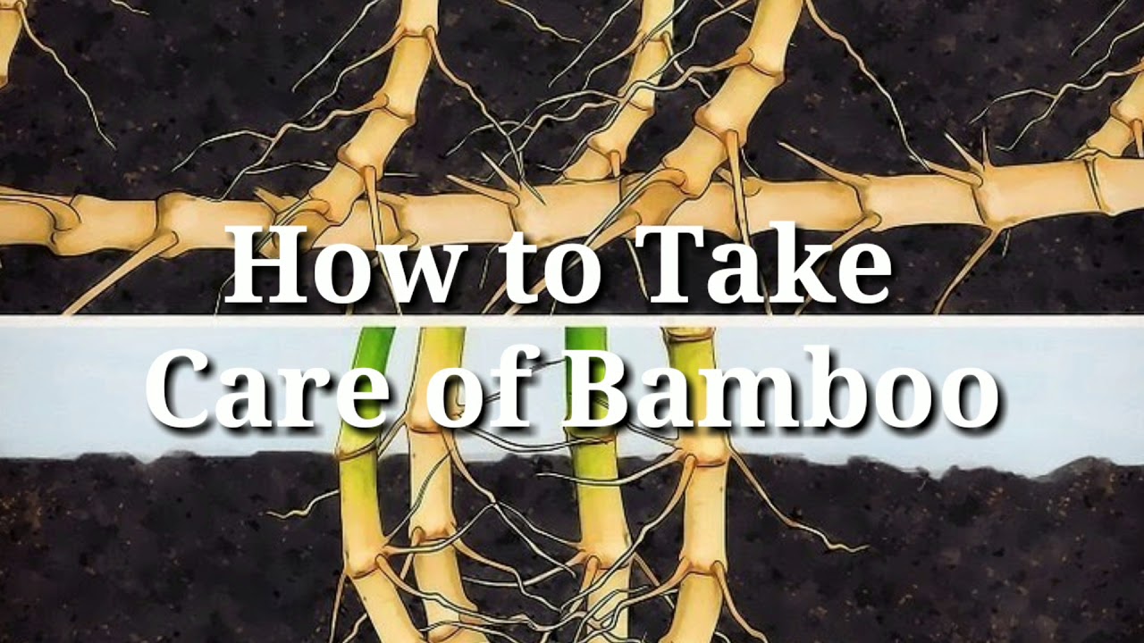 How to take care of bamboo plant at home - YouTube
