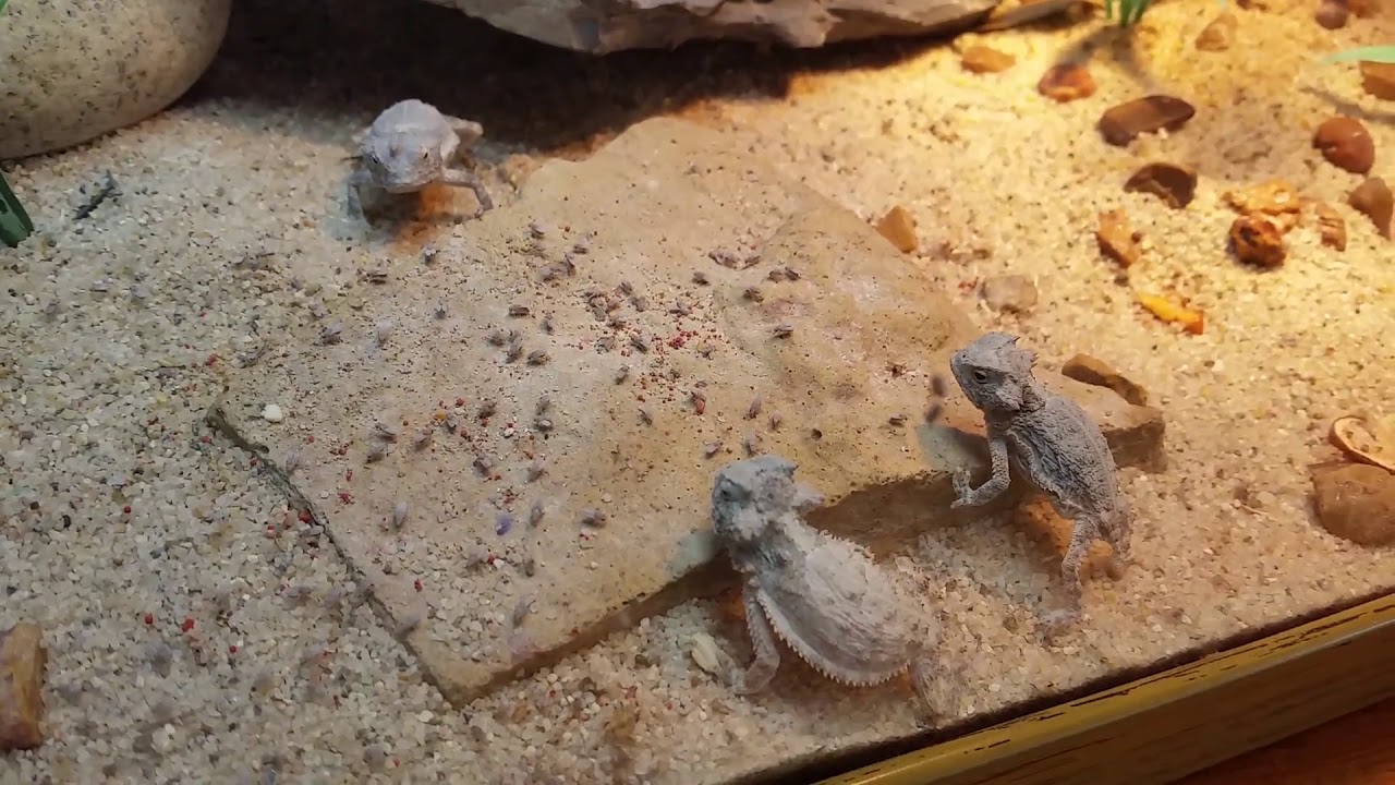 Mexican bull horned lizards Phrynosoma taurus (my captive bred babies ...