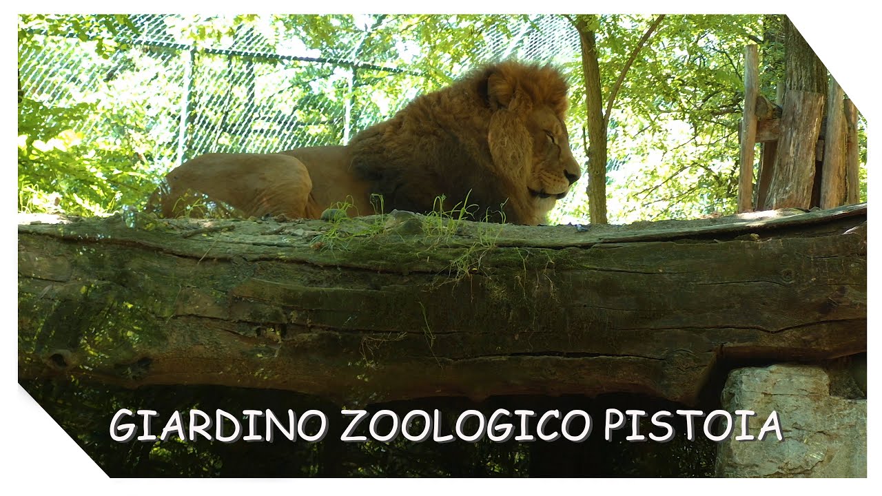 Giardino Zoologico di Pistoia - Zoo di Pistoia - Pistoia - 4K - Walking ...