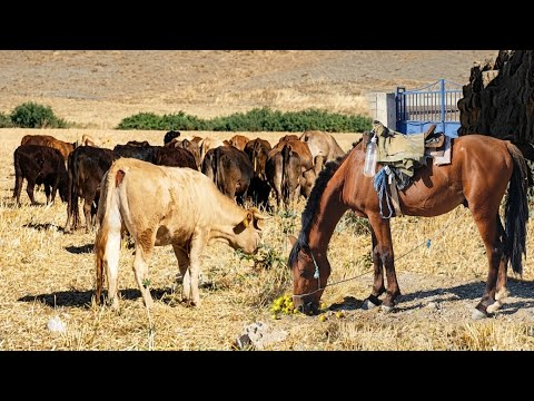 Çiftlik İşleri ~ İnek sürüleri ~ Rahvan ~ Güvercinler 🐂 🏇 🐕 🕊️