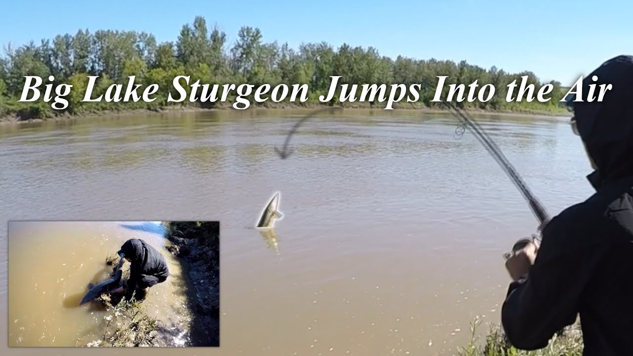 Big Lake Sturgeon Jumps 5ft up into the air (North Saskatchewan River ...