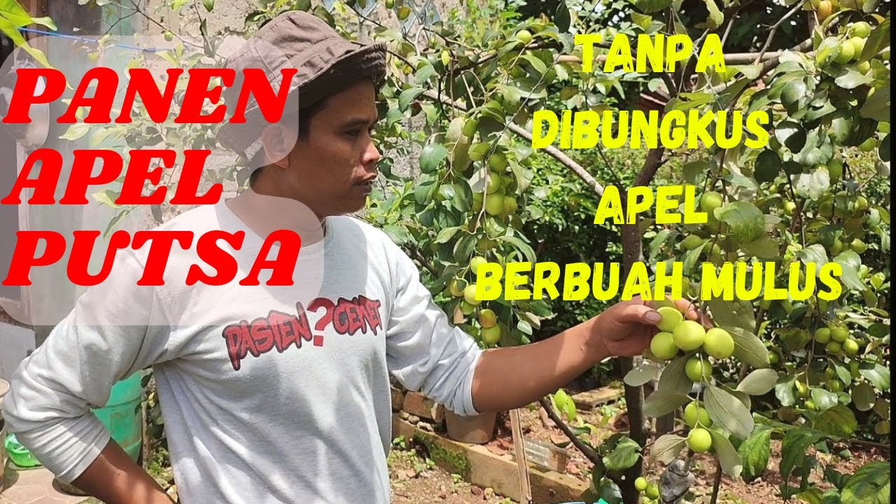 Panen Apel Putsa || Tanpa dibungkus apel tetap mulus - YouTube