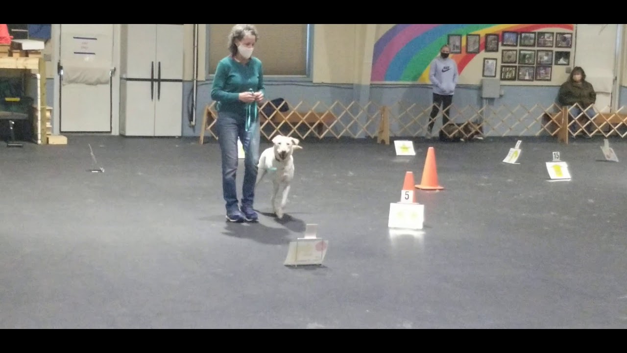 ari novice rally course #3 - YouTube