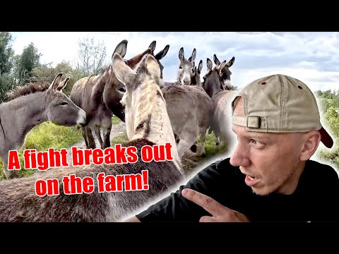 Things Went So Wrong So Fast! The Hardships Of Farming! 