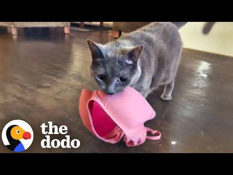 Cat's Favorite Things In The World Are Bras | The Dodo