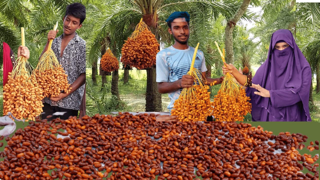 Harvesting Fresh WILD DATE-PALM Fruits in my village | Put this magical ...