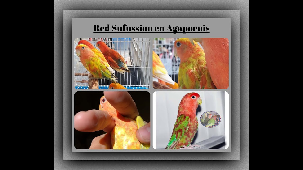 Información, qué es Red Suffusion en pájaros Leer el texto que está ...