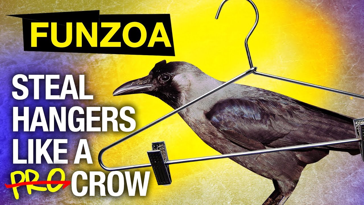 Steal Hangers Like A Crow | Funzoa Video | Funny Bird Video | Metal ...