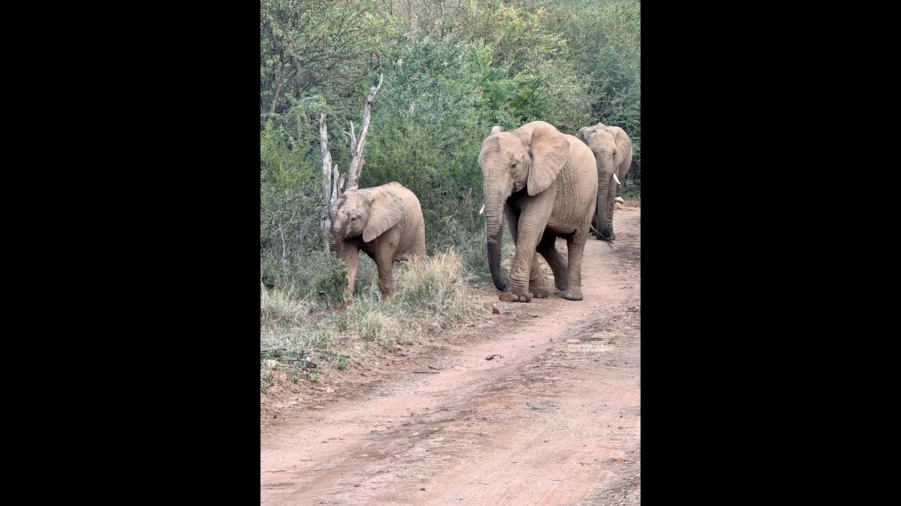 Sportafricaexperience golf and safari trip interview May 2024 Snippet 5 ...