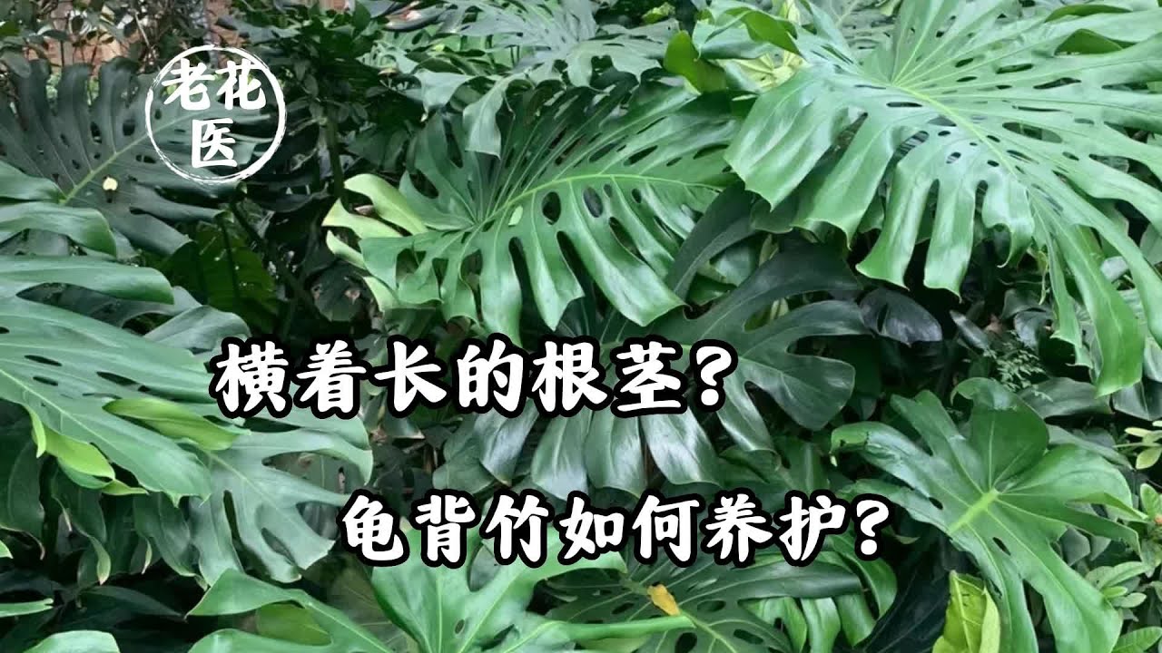 横着长的根茎？龟背竹如何养护？/Horizontal long root stem? How to maintain the turtle ...