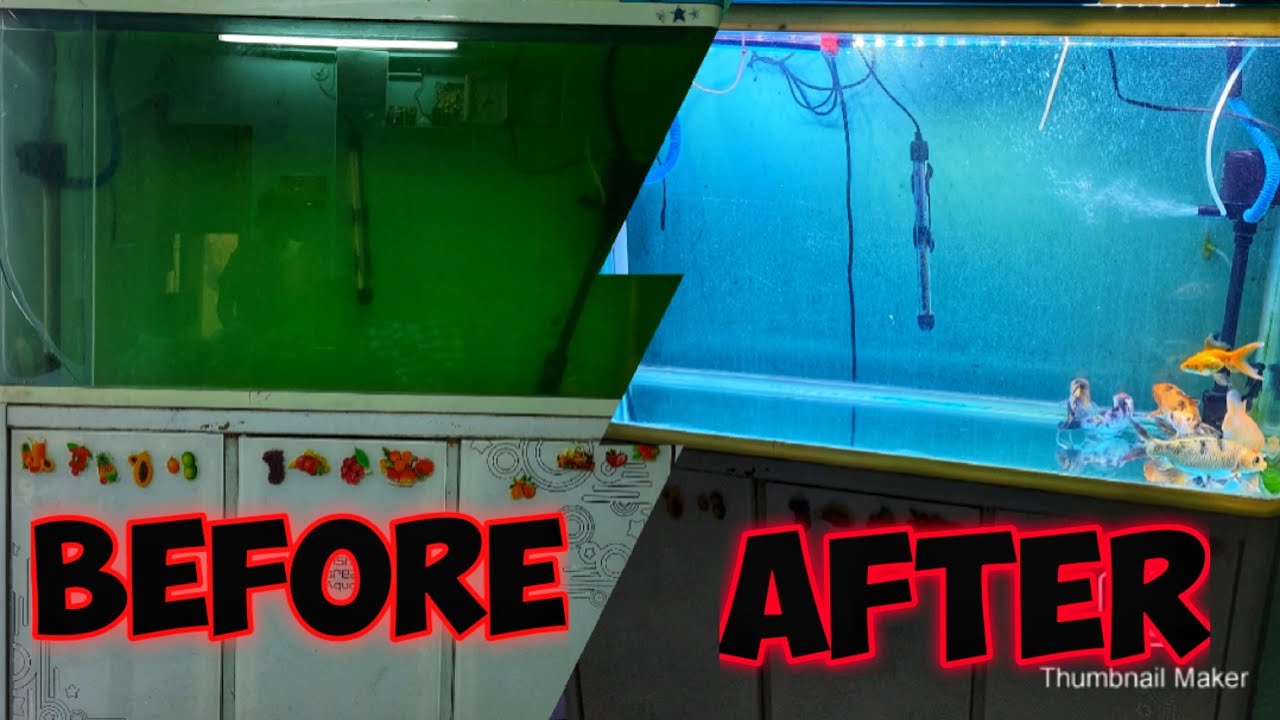 Aquarium Fish Tank Deep Cleaning | Big Fish Tank Cleaning | Fish Tank ...