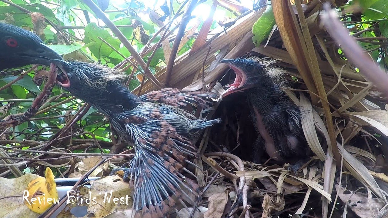 Greater Coucal Bird brings food to feed the babies in their nest P33 # ...