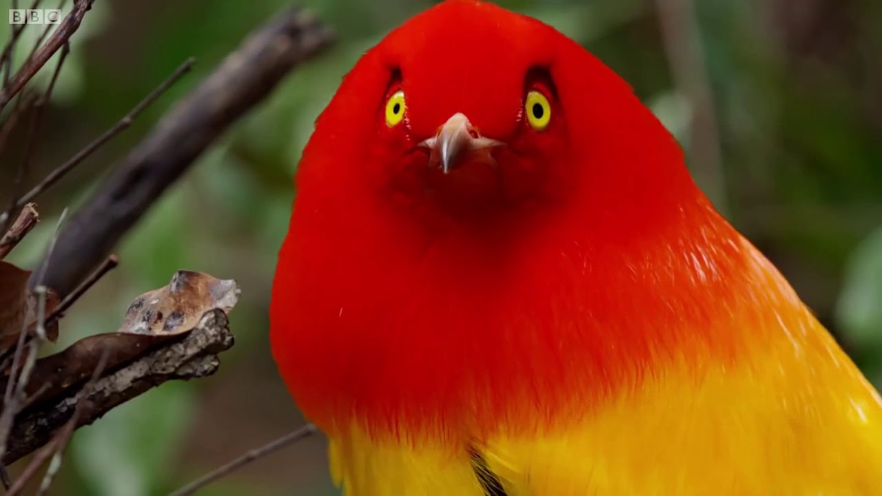 the bower bird - YouTube