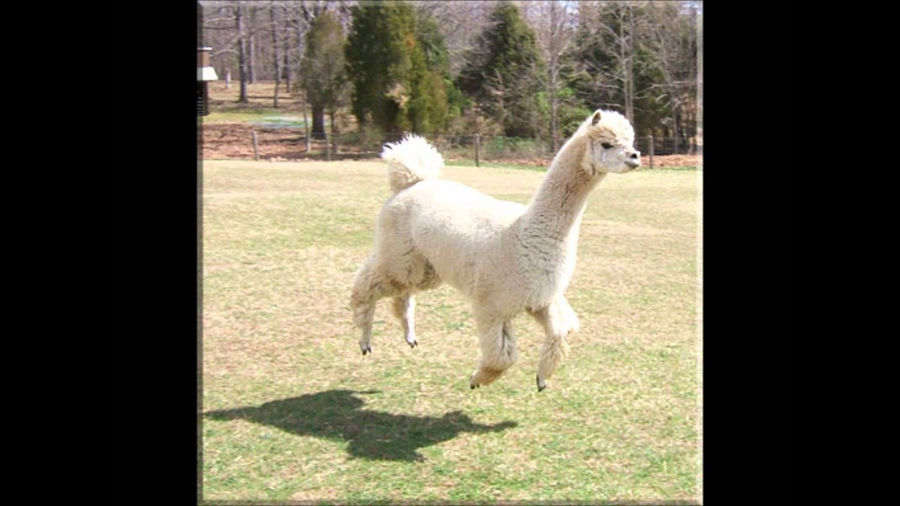 Flying Alpaca (Best Alpaca Ever) Wolfhunt8 - YouTube