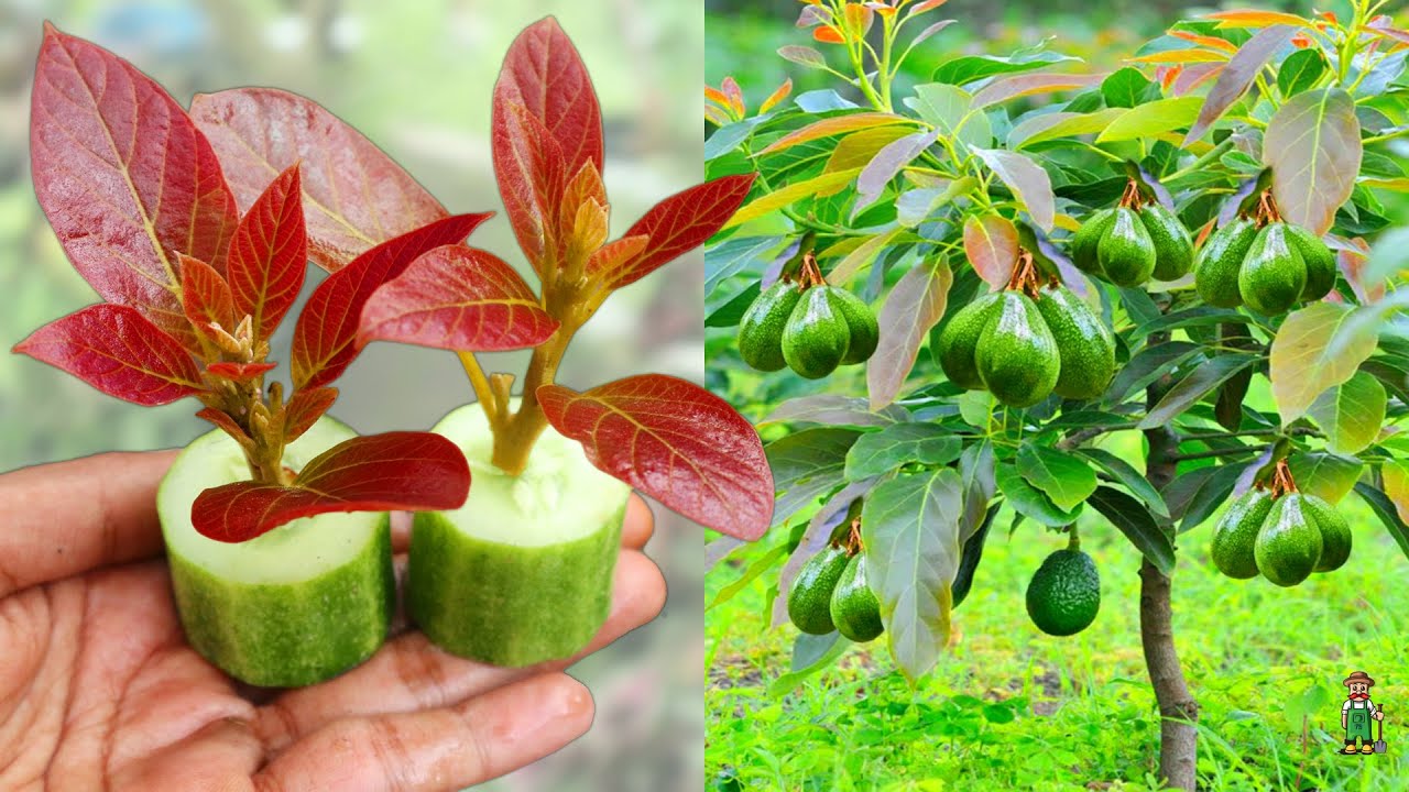 Avocado Secrets: Everything about How to Grow Them at Home and Make ...