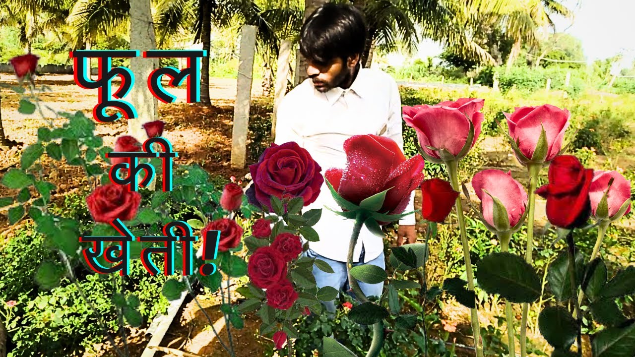 Flower ki khati kaise kare! फूल की खेती करने का राज़! ऐसे तरीके जो सबको ...