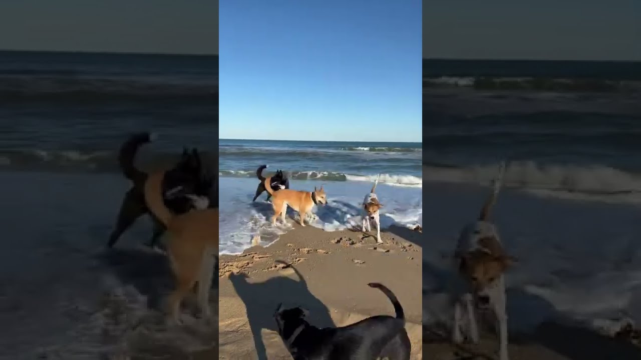 Rescue Dogs on the Beach in Maryland - YouTube