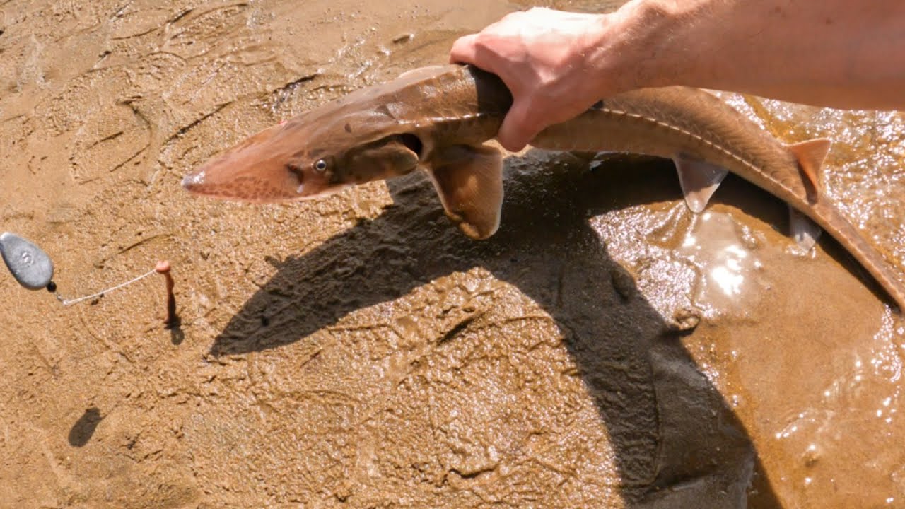 The BEST River Bottom Fishing Rig - YouTube