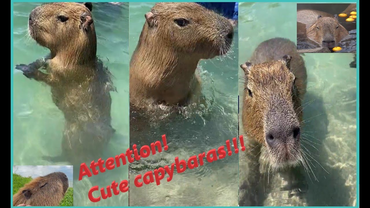 Capybara - YouTube
