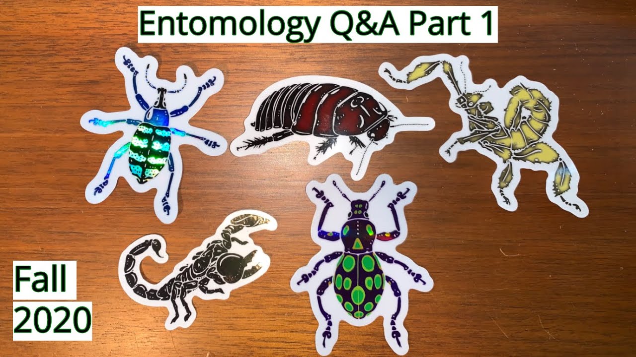 Entomology Questions Instagram Part 1 - YouTube