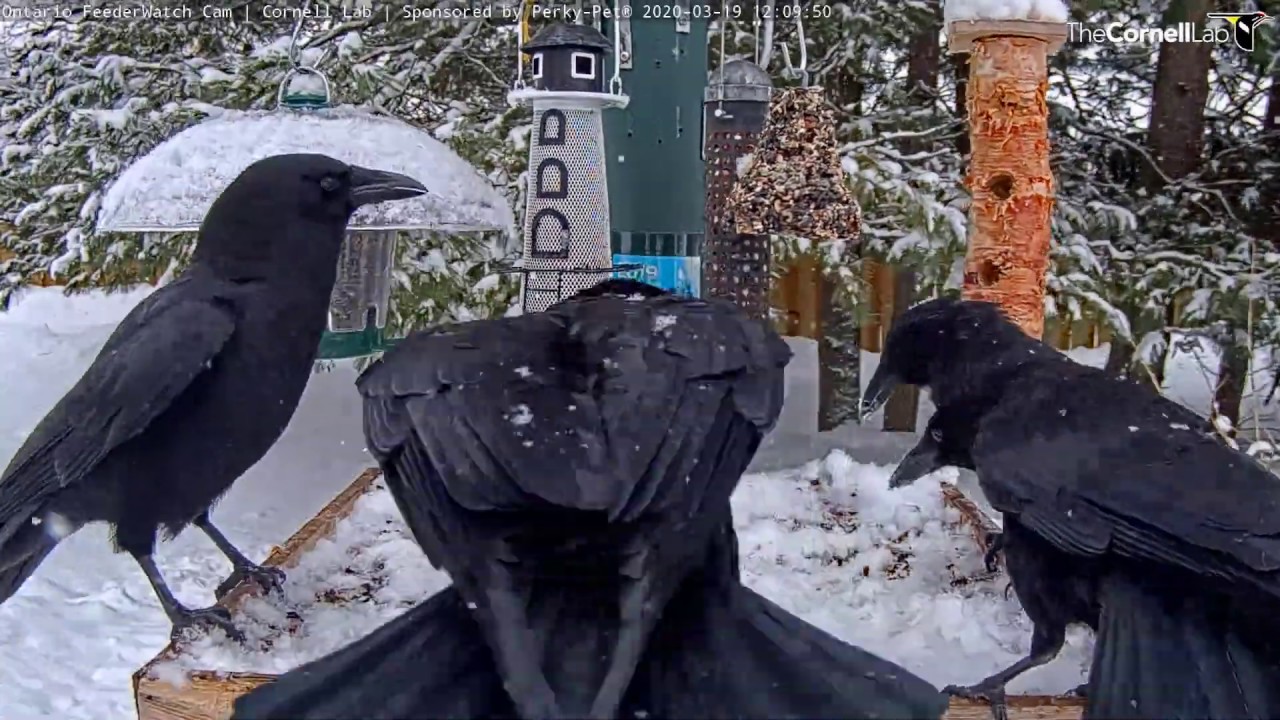 Cawing Crows Make A Ruckus On Ontario FeederWatch Cam– March 19, 2020 ...