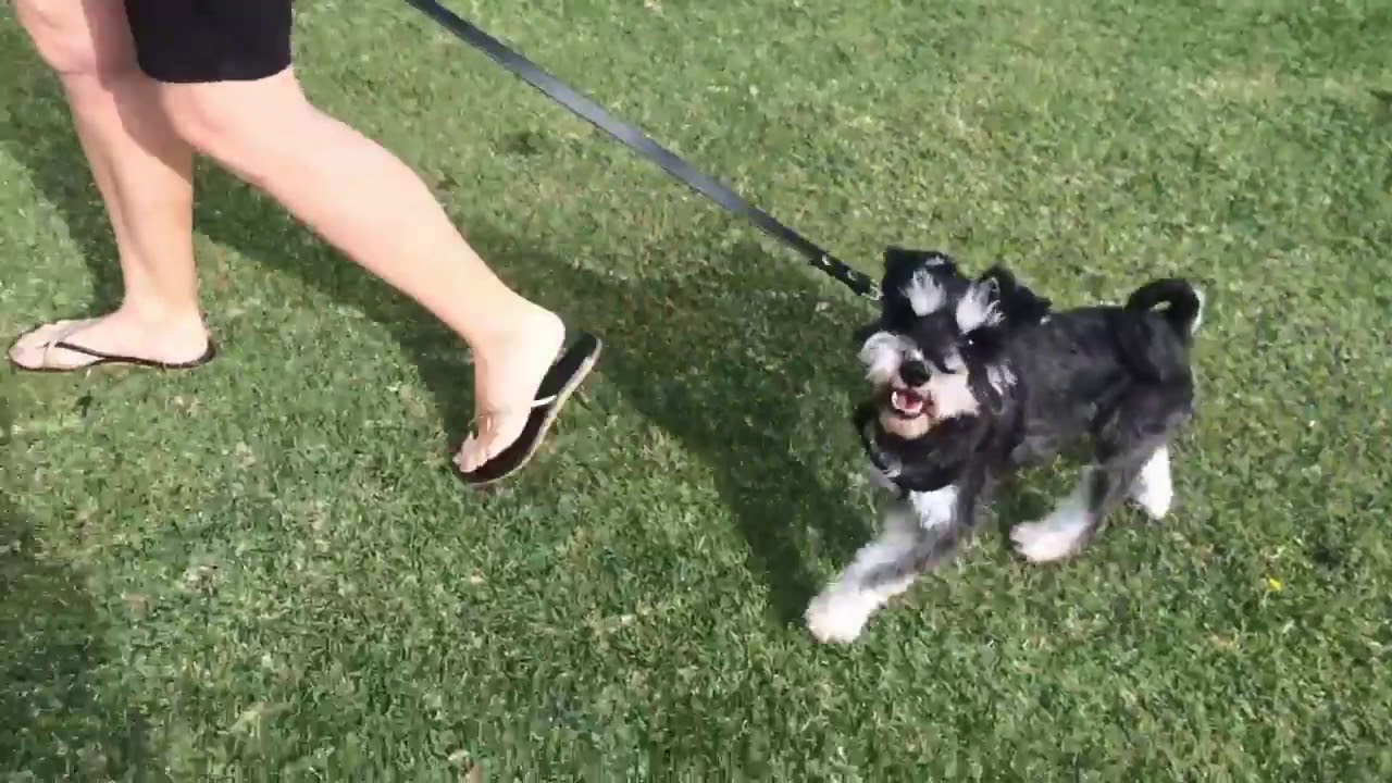 Loose Leash Walking - Waggle Tails Dog Training and Behaviour - YouTube