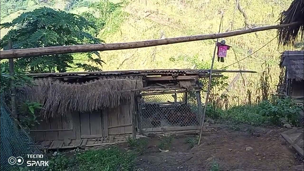 nyob zoo sawv ntxov os peb mus saib kuv coj qaib ua kev os - YouTube