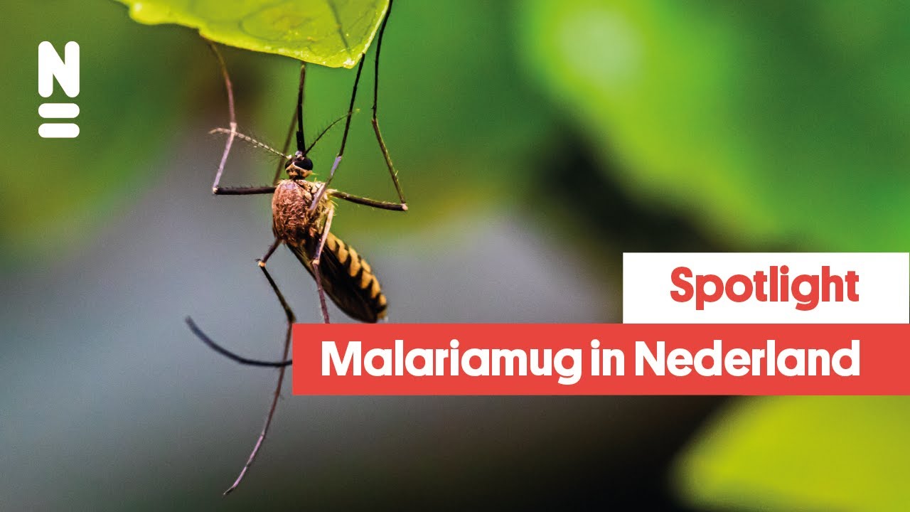 Spotlight: Malariamug in Nederland - YouTube
