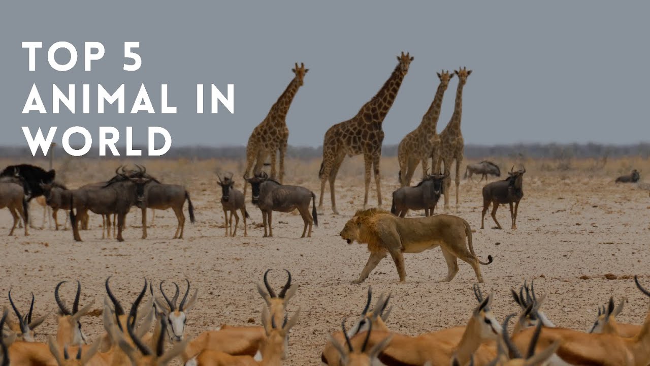 Top 5 Animal in World - YouTube