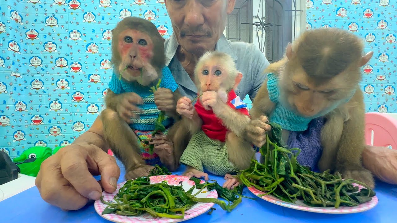 monkey baby enjoys boiled water spinach - YouTube